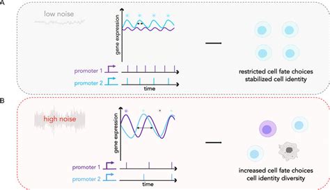 Schematic Model Of Transcription Noise Or Variability And Associated