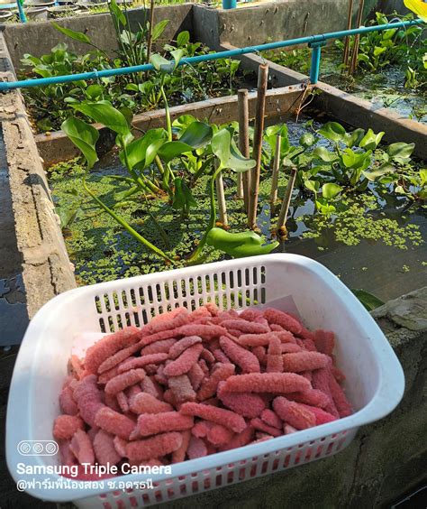 ไข่หอยหวานญี่ป หอยเชอรี่สีทอง ฟาร์มพี่น้องสอง ช อุดรธานี Facebook