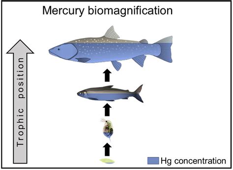 Tracing Mercury Through Lake Food Webs U S National Park Service