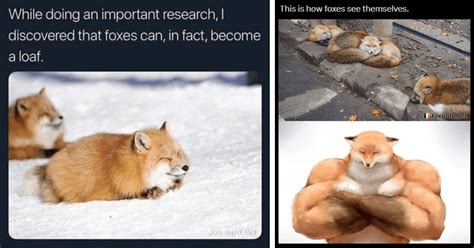 Raggedy Fox Memes