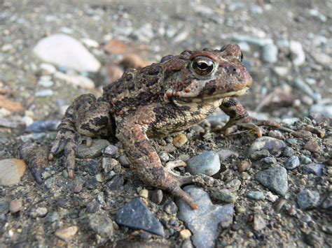 Boreal Toad — Edmonton And Area Land Trust