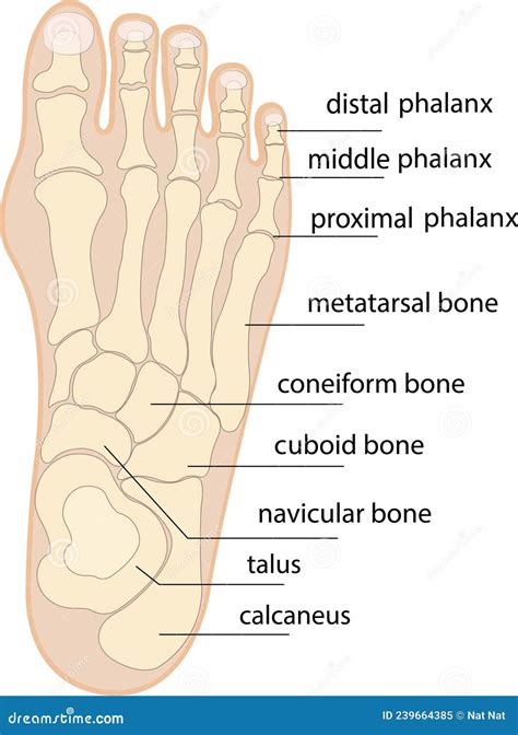 Skeleton Of The Phalanges Of The Ankles And Toesorthopedic Medicine