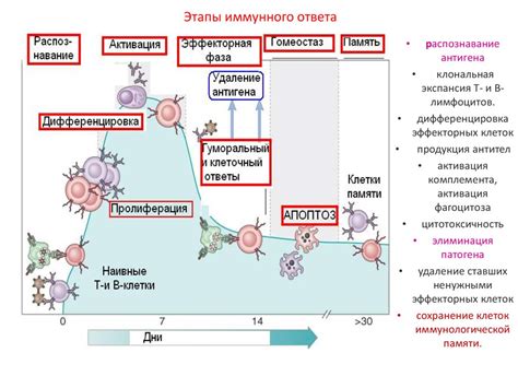 Иммунология В и Т лимфоциты и кооперация клеток в иммунном ответе Лекция 3 презентация онлайн