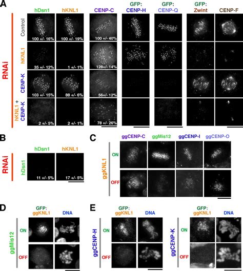 Knl1 And The Cenp H I K Complex Coordinately Direct Kinetochore