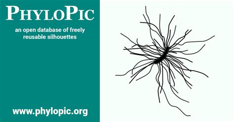 Thiothrix By Matt Crook Cc By Sa 30 Phylopic