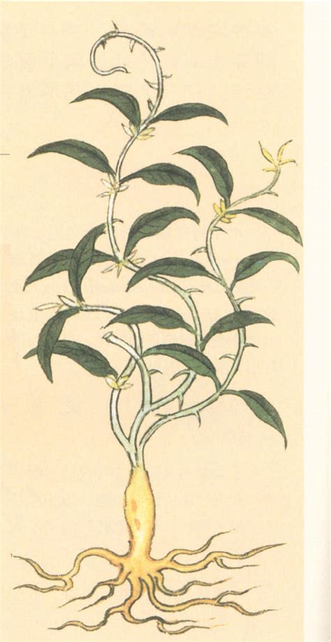 钩藤 中药学 医学