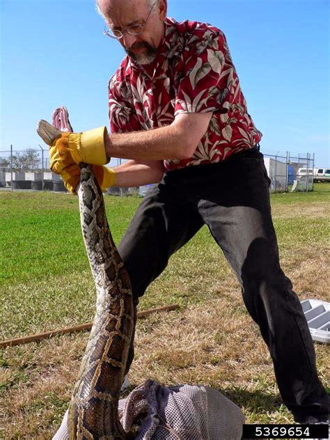 Center For Invasive Species And Ecosystem Health So Where Do Burmese Pythons Hang Out