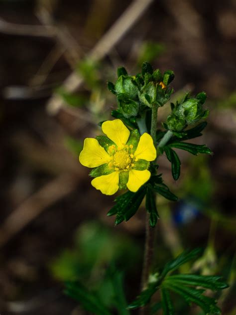Bunga Kecil Padang Rumput Foto Gratis Di Pixabay Pixabay