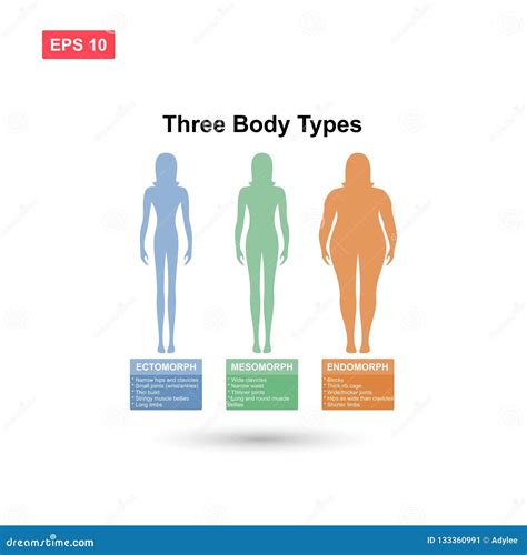Three Body Type Female Ectomorph Mesomorph Endomorph Vector Isolated