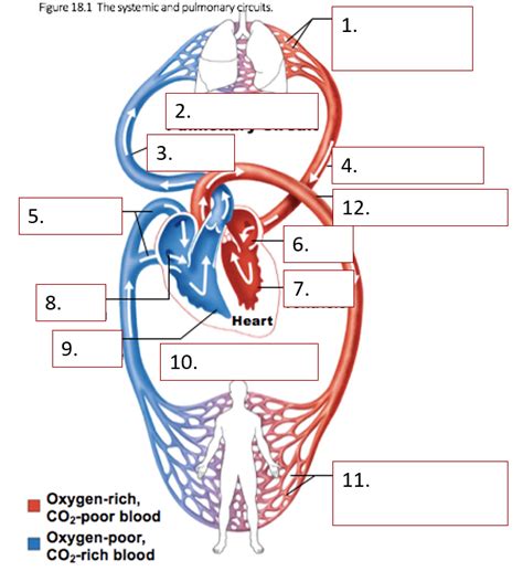 5 Diagram Quizlet