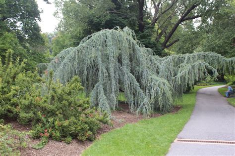 Proper Tree Spacing And Selection
