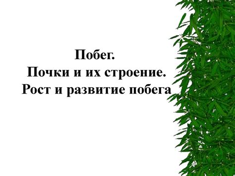Побег Почки и их строение Рост и развитие побега презентация онлайн