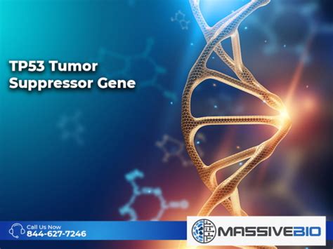 Tp53 Tumor Suppressor Gene Tp53 Gene Mutation And Cancer