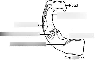 1st Rib Diagram Quizlet