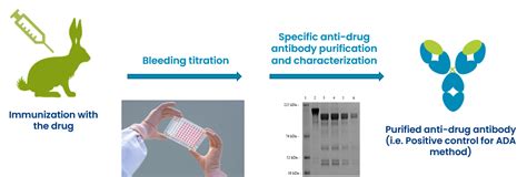 Immunogenicity Testing In Preclinical Studies Cro Services