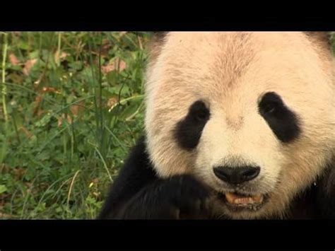 The Sex Lives Of Giant Pandas Smithsonian Institution