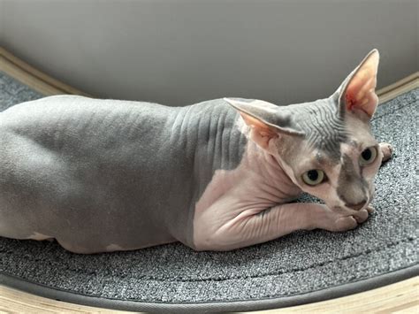 몸매관리냥 Vortex Gaming