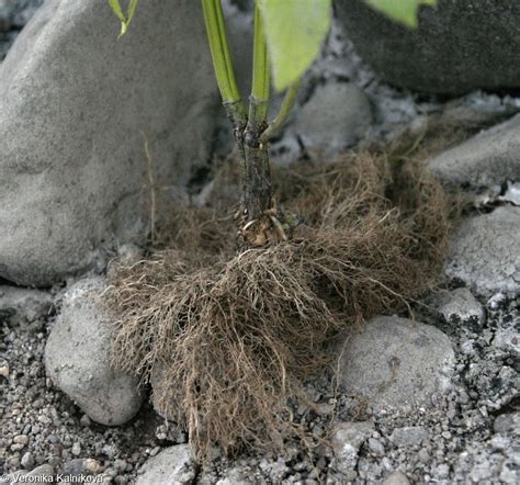 Salvia Hispanica • Floravegeu