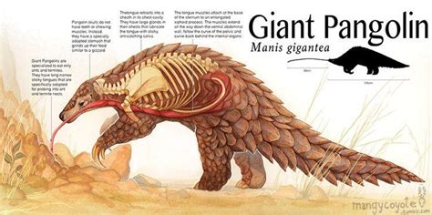 Pangolins