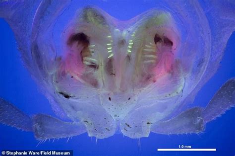 Blacklights Reveal Millipedes Lock Legs During Sex So The Male Can Insert Blue Sperm Into A