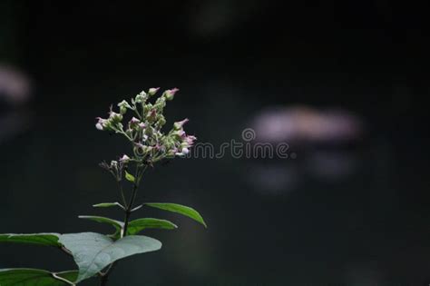 A Small Flower In The Dark On A Leafy Stem Stock Image Image Of
