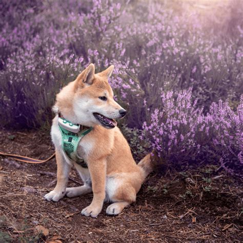 Comparatif Les Meilleurs Colliers Gps Pour Chien