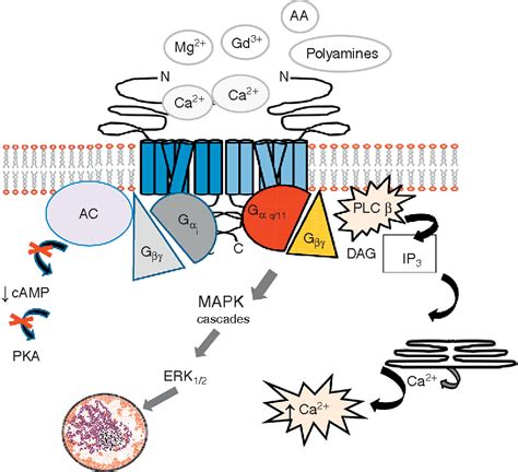 Figure 1 From The Calcium Sensing Receptor In Health And Disease
