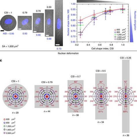 Nuclear Deformations Are Related To Lateral Compressive Forces Download Scientific Diagram