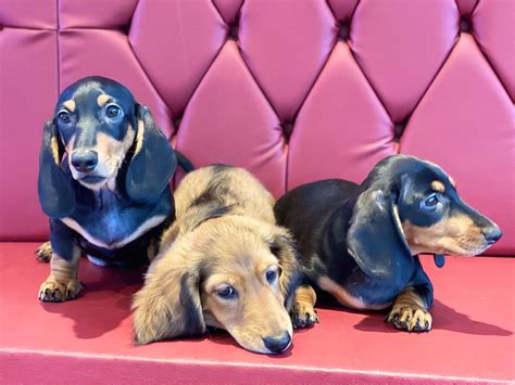 닥스훈트 댄디주니어스타보이 사모예드특징 스피츠특징 시바견특징 시베리안허스키특징 시츄특징 요크셔테리어특징 웰시코기특징 이탈리아그레이하운드특징 치와와특징 코카스파니엘특징