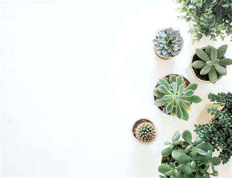 Indoor Plant Desktop Wallpapers Top Free Indoor Plant Desktop