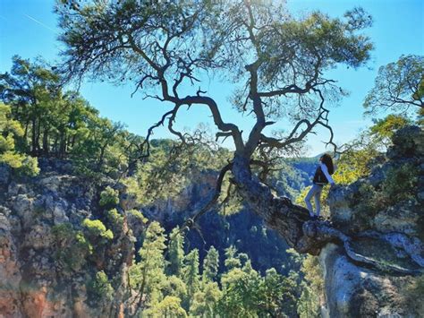 Premium Photo Side View Of Woman Standing On Tree In Forest