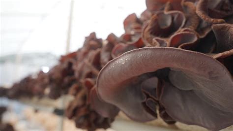 きくらげの歴史や由来とは？実は日本発祥の食べ物ではない！ あの日のはごたえ