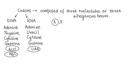Solved Which Of The Following Is A True Statement About Codons A A