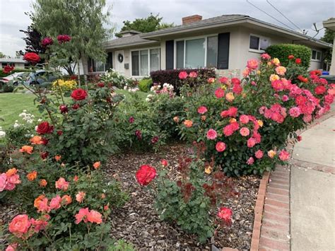 Oakleaf Hydrangea Pruning R Hydrangeas
