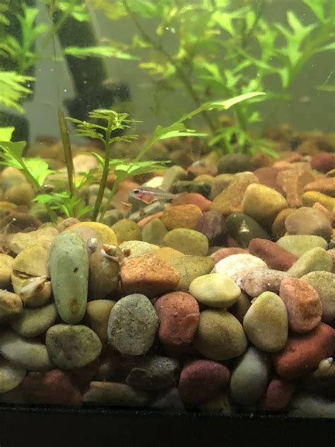 Glowlight Tetras Breeding