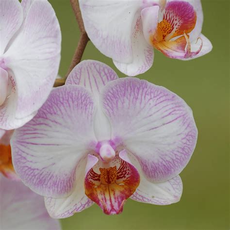 Phalaenopsis Vs Dendrobium Key Differences And Care Tips Straders Garden Centers