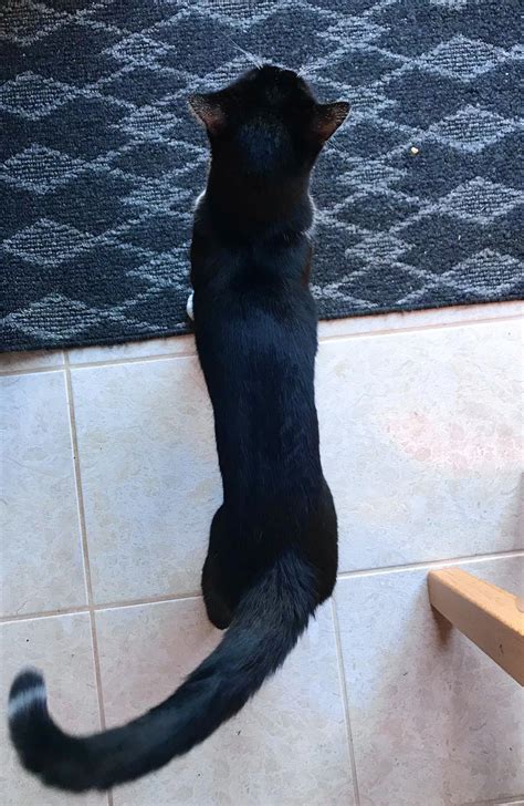 Modelesque Scrolller