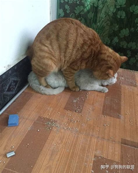 猫咪绝育一般多少钱？超全攻略，新手铲屎官必看！ 知乎