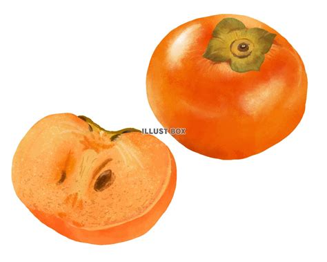 無料イラスト 秋の味覚・リアルな柿のイラストzipファイル Pdfj