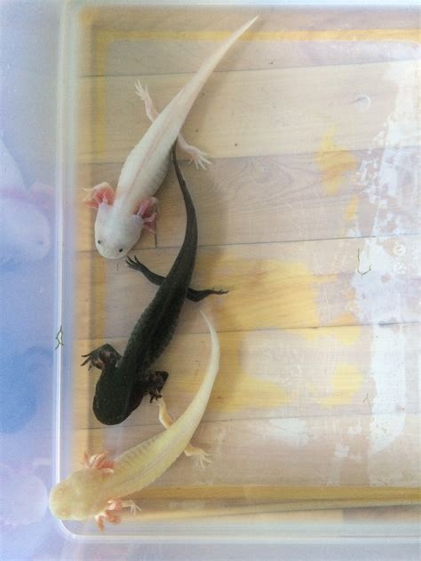 Transgenic Axolotls Water Critters