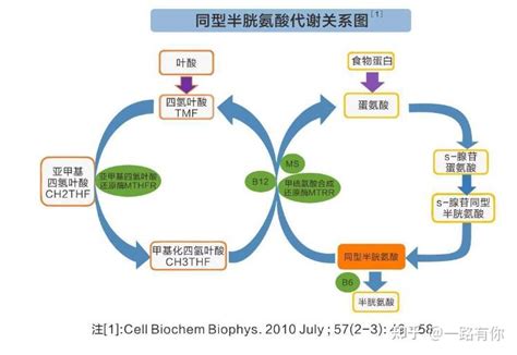 一文搞清同型半胱氨酸、半胱氨酸及高同型半胱氨酸诊治 知乎