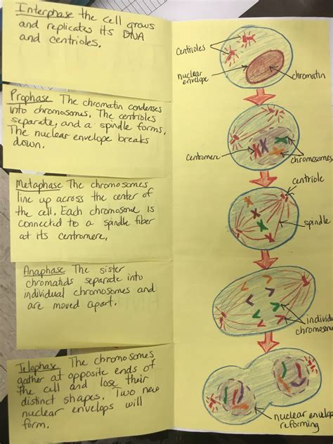 Cell Cycle Foldable