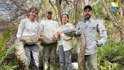 Pythons In Florida Team Works To Put Dent In Species Killing Wildlife