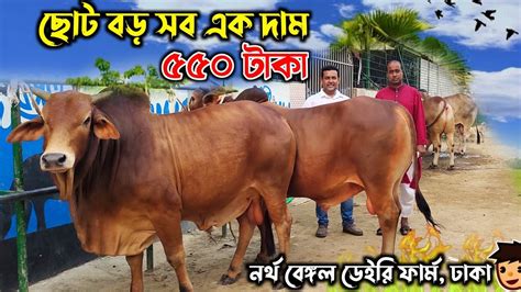 ৬০ হাজার থেকে সাড়ে তিন লাখ টাকার কুরবানির গরু নর্থ বেঙ্গল ডেইরি