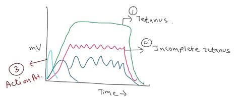 Solved Identify The Physiological Features Of Muscle Contraction By