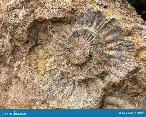 Fossilized Ammonite Stock Image Image Of Museum Wildlife 275215381