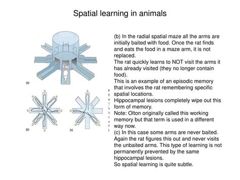 Ppt Declarative Memory Powerpoint Presentation Free Download Id3694844