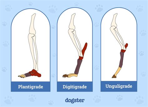 What Is A Digitigrade Vet Reviewed Science Of How Pets Walk Dogster