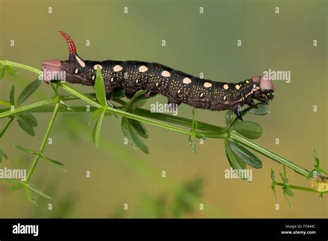 Bedstraw Hawk Moth Gallium Sphinx Caterpillar Labkrautschwärmer