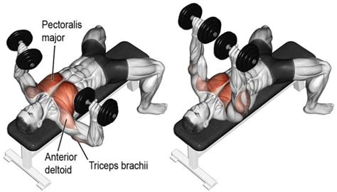 How To Do The Dumbbell Bench Press Benefits Performance And